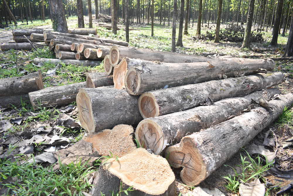 Tabasco sigue líder en plantaciones forestales