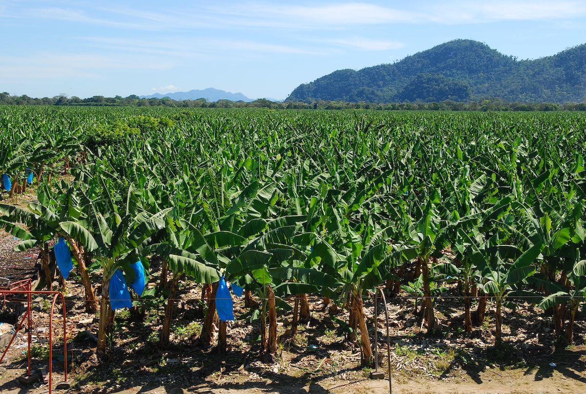 Teapa, en transformación económica y política