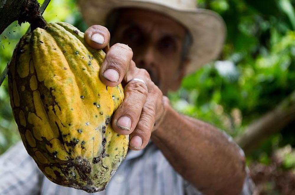 “Modificar NOM 186 sobre cacao y chocolate beneficiaría a todos ...