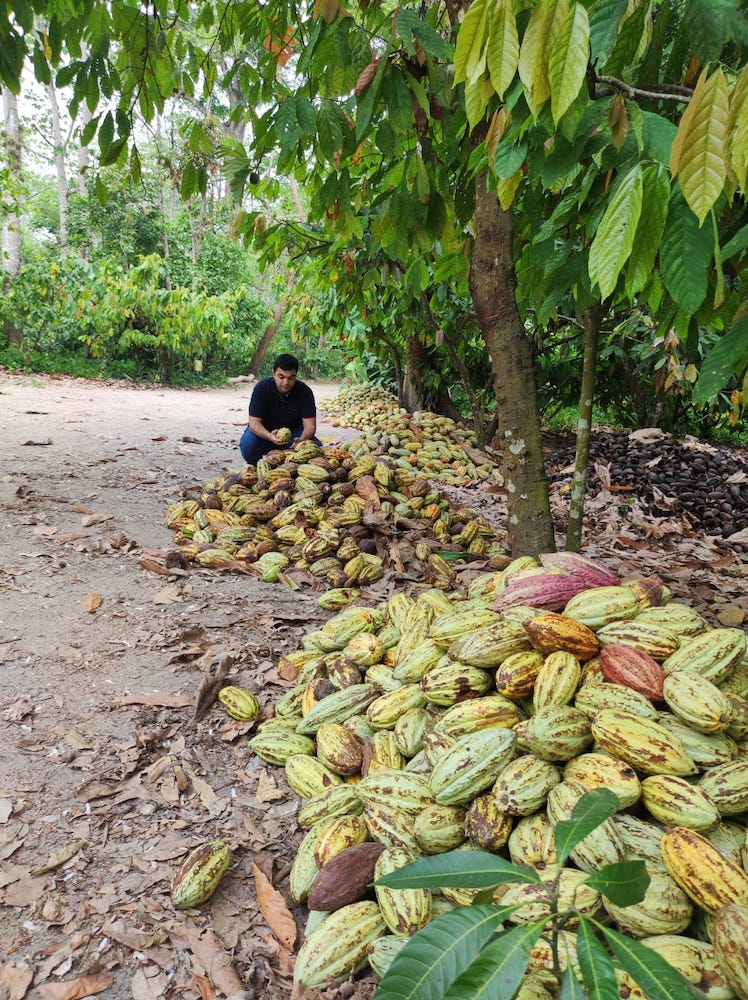 Tabasco, líder en producción de cacao