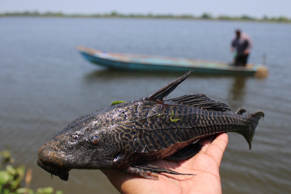 Pez diablo acaba con ecosistema en zona lagunar de Pajonal