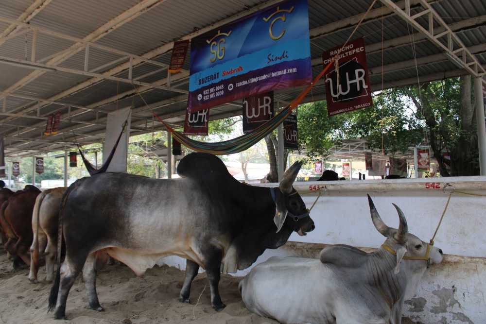 Ganado Guzerat, opción rentable para el estado