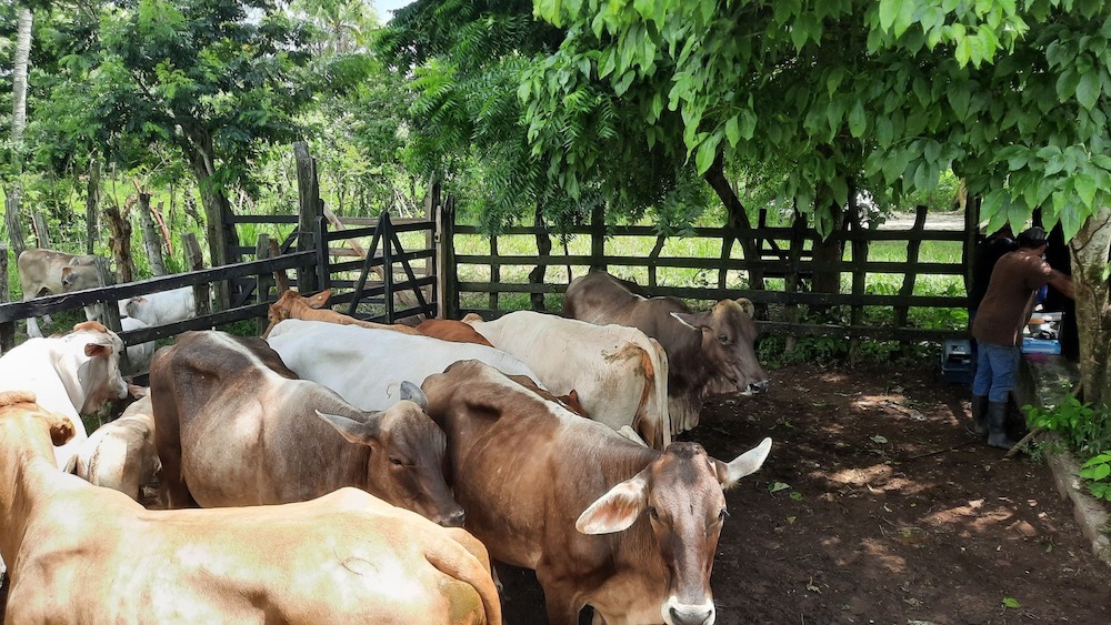 Producen ganaderos 23 mil toneladas más de carne