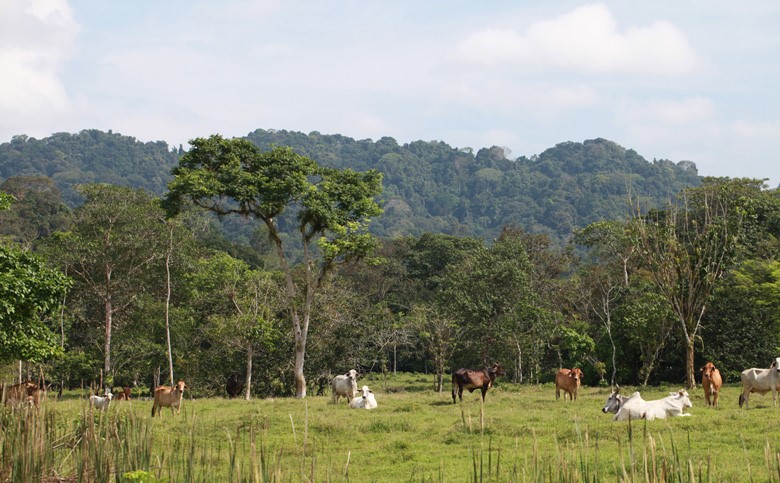 Tabasco ha perdido un millón de hectáreas de selva en 50 años ...