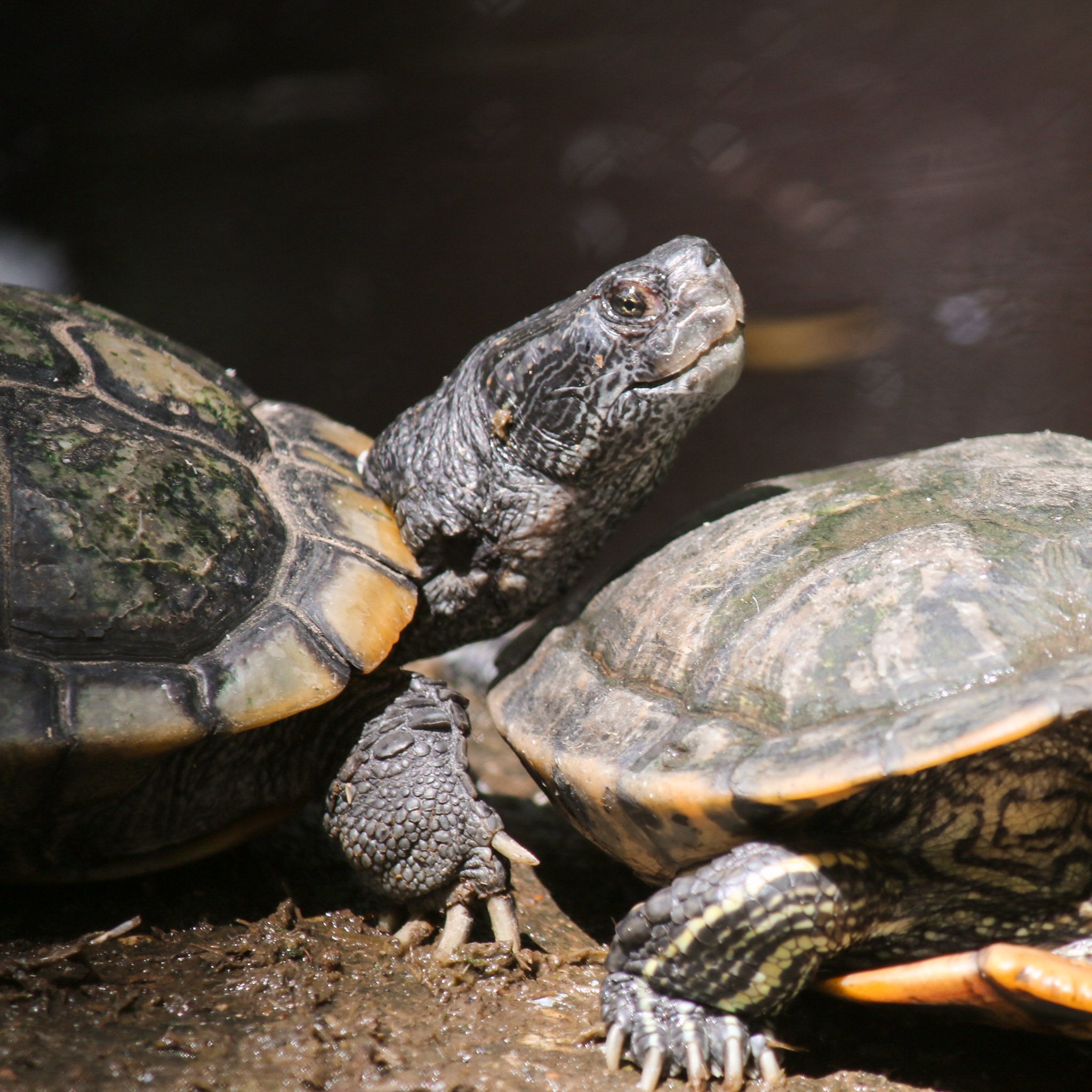 Celebremos a la Tortuga