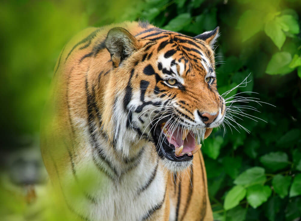 ¿Por qué se conmemora el Día Internacional del Tigre? – Novedades de ...
