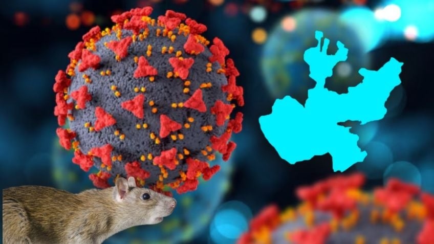 Jalisco se blinda contra el hantavirus – Novedades de Tabasco